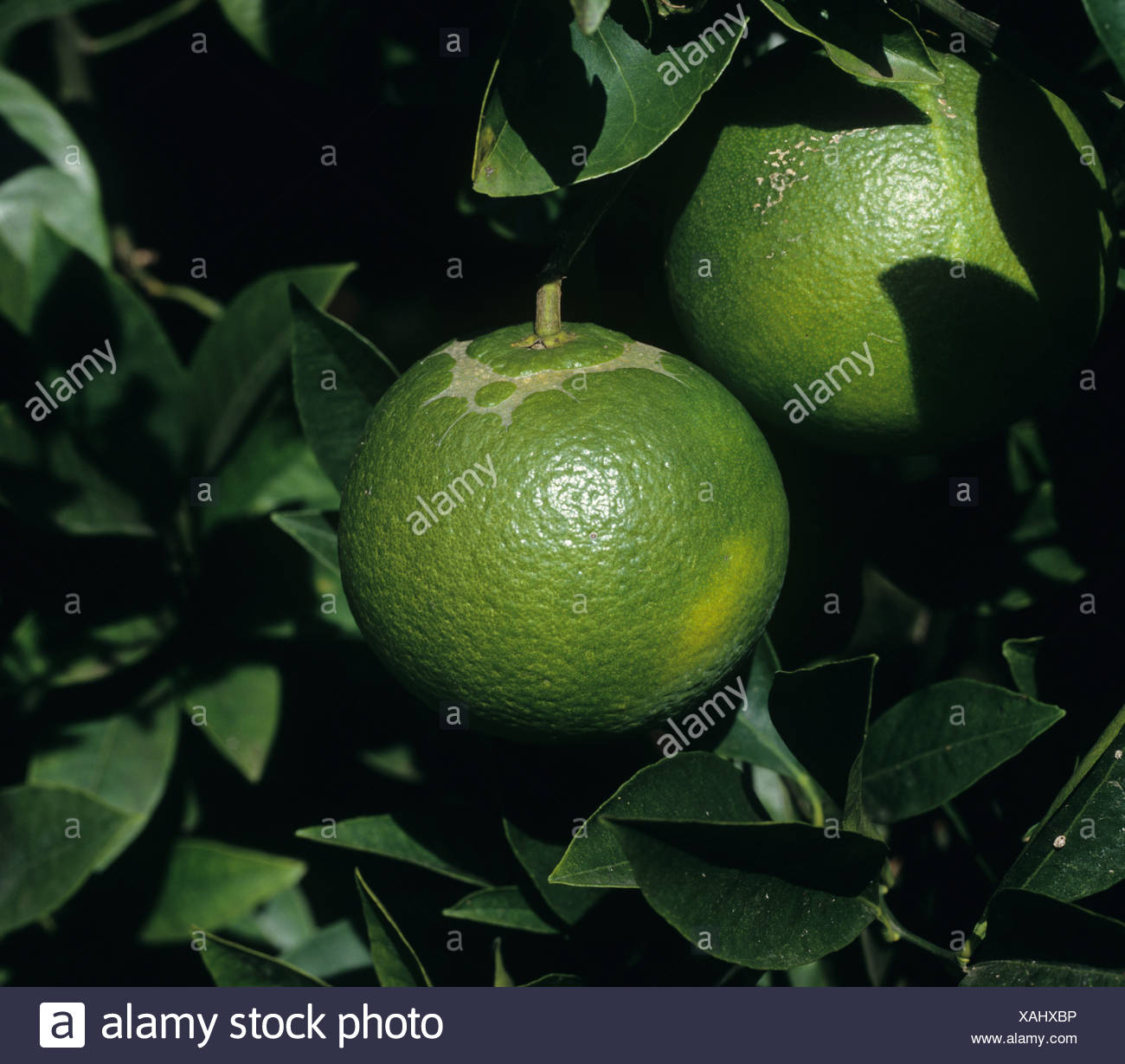Thrip Damage High Resolution Stock Photography and Images - Alamy