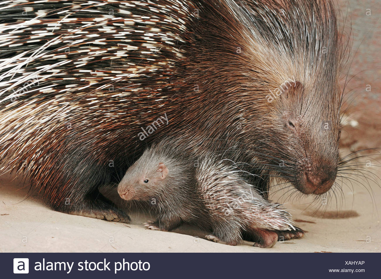Indian Crested Porcupine Hystrix Leucura High Resolution Stock ...