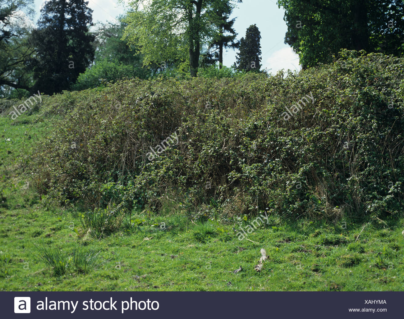 Briar Patch High Resolution Stock Photography and Images - Alamy