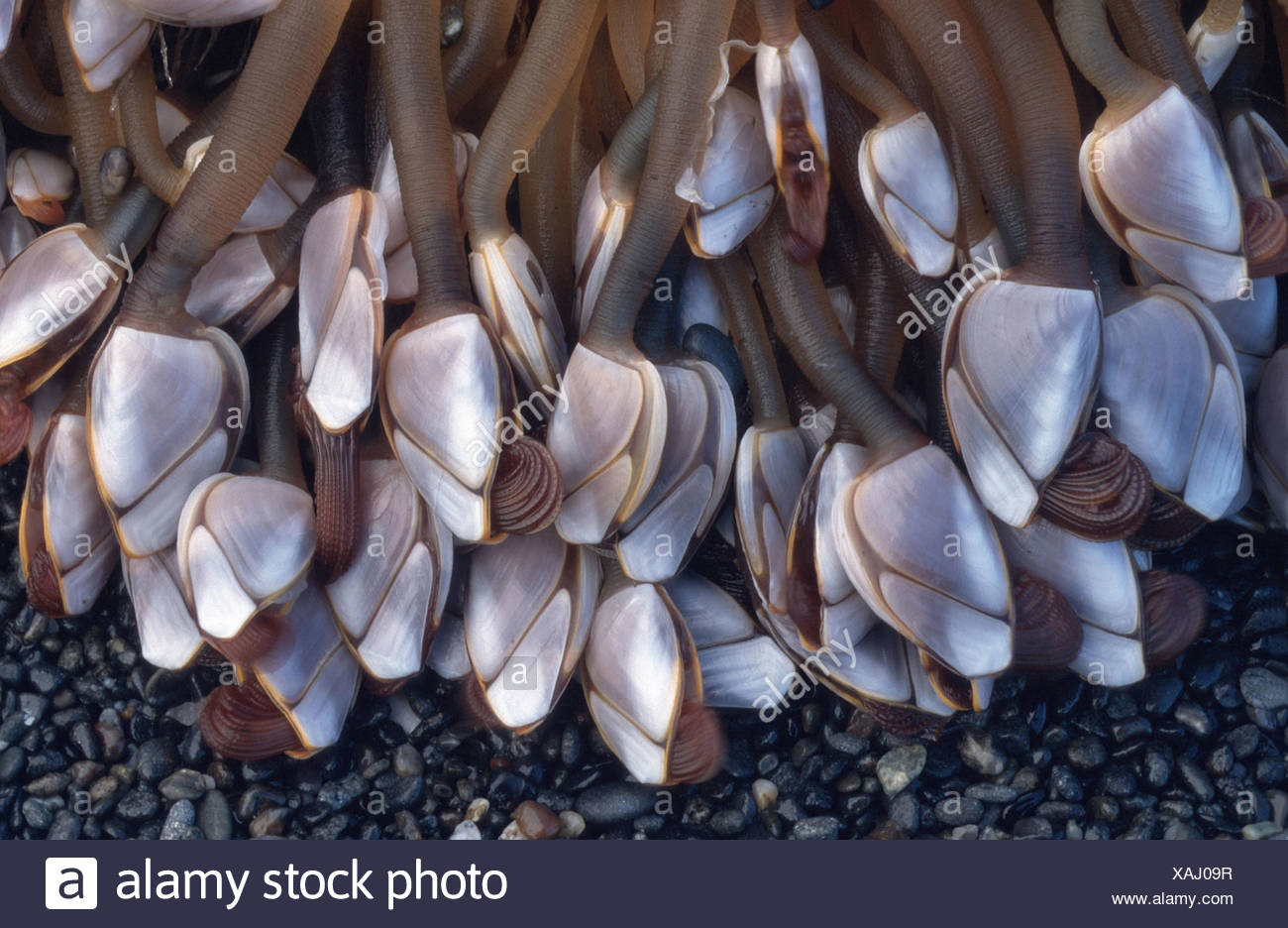 Lepas Stock Photos & Lepas Stock Images - Alamy