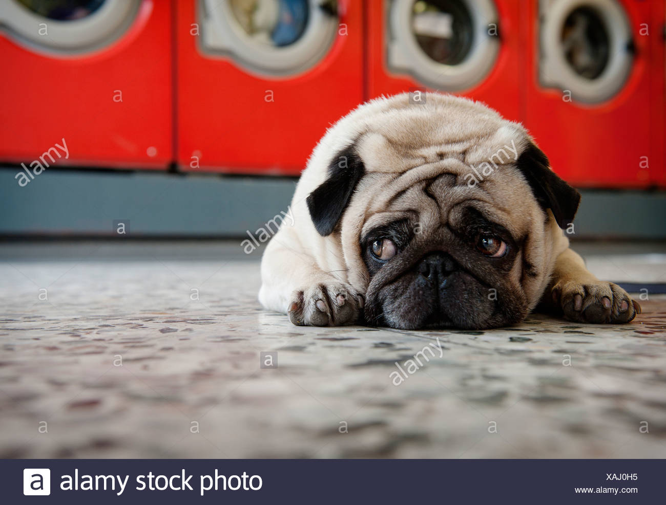 White Pug High Resolution Stock Photography and Images - Alamy