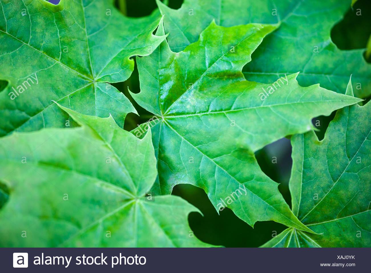 Five Lobed Leaves High Resolution Stock Photography and Images - Alamy
