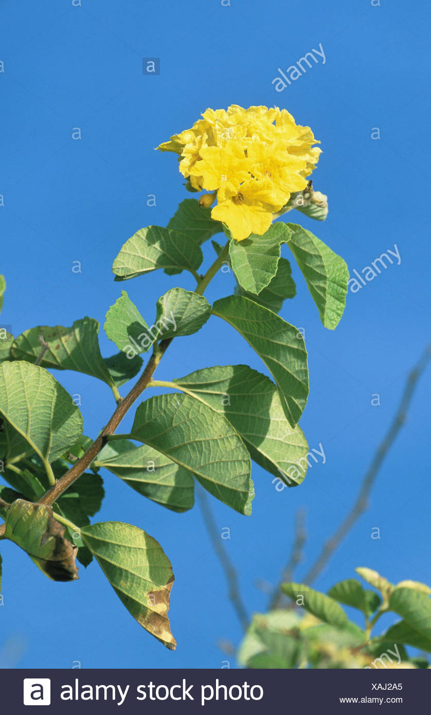 Cordia Lutea High Resolution Stock Photography and Images - Alamy