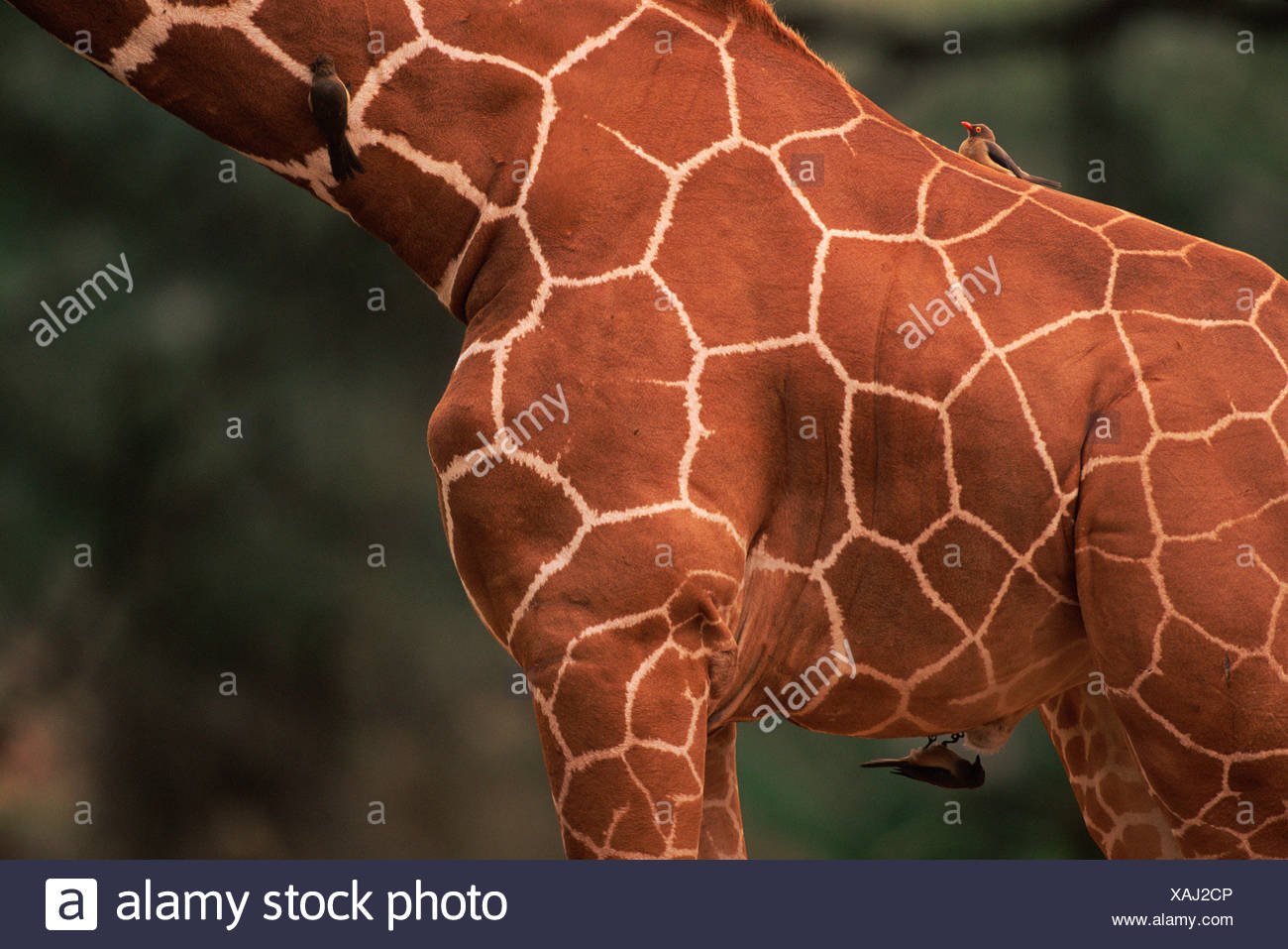 Reticulated Giraffe Reticulata High Resolution Stock Photography and ...