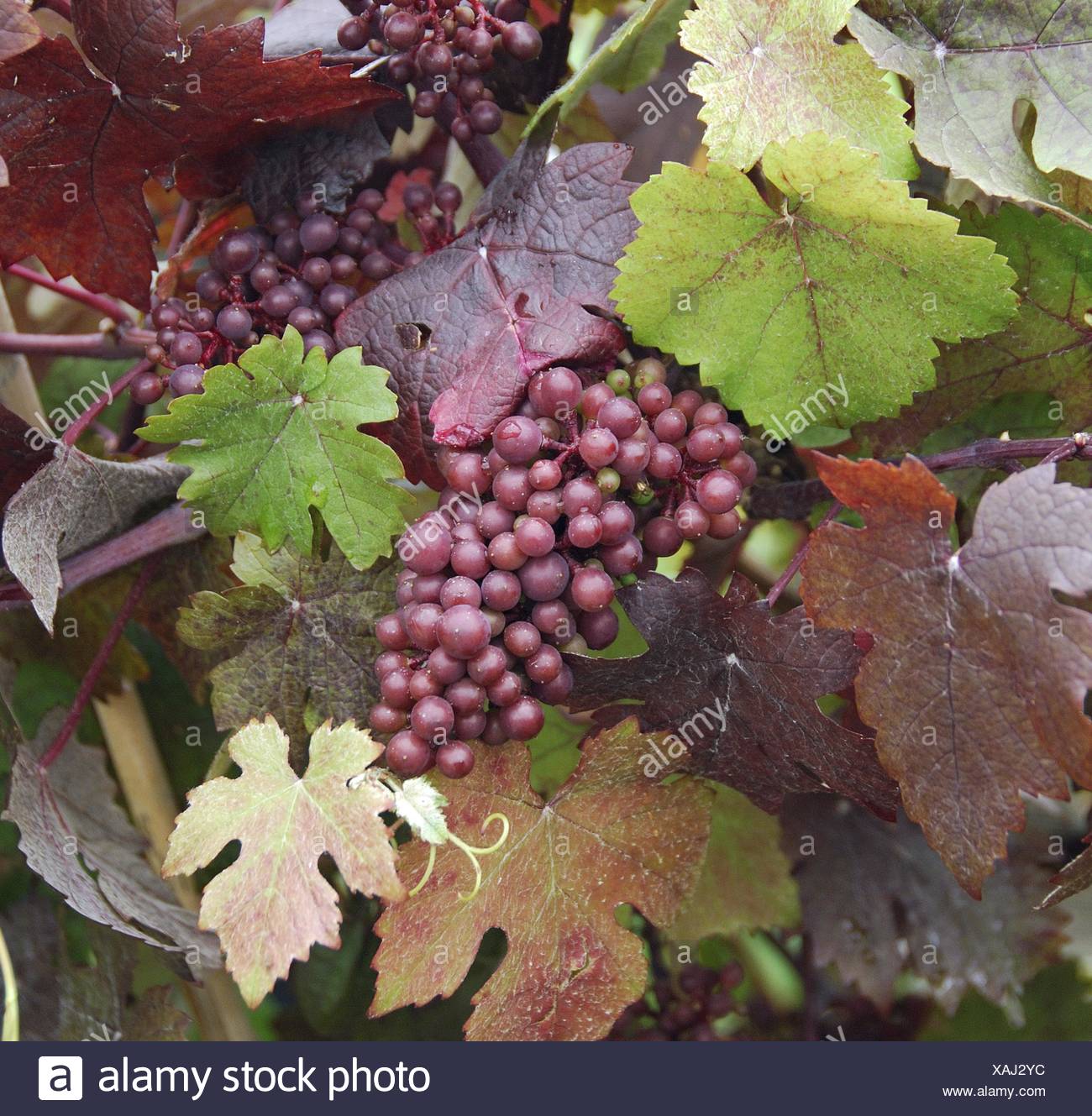 Vitis Vinifera Purpurea High Resolution Stock Photography and Images - Alamy