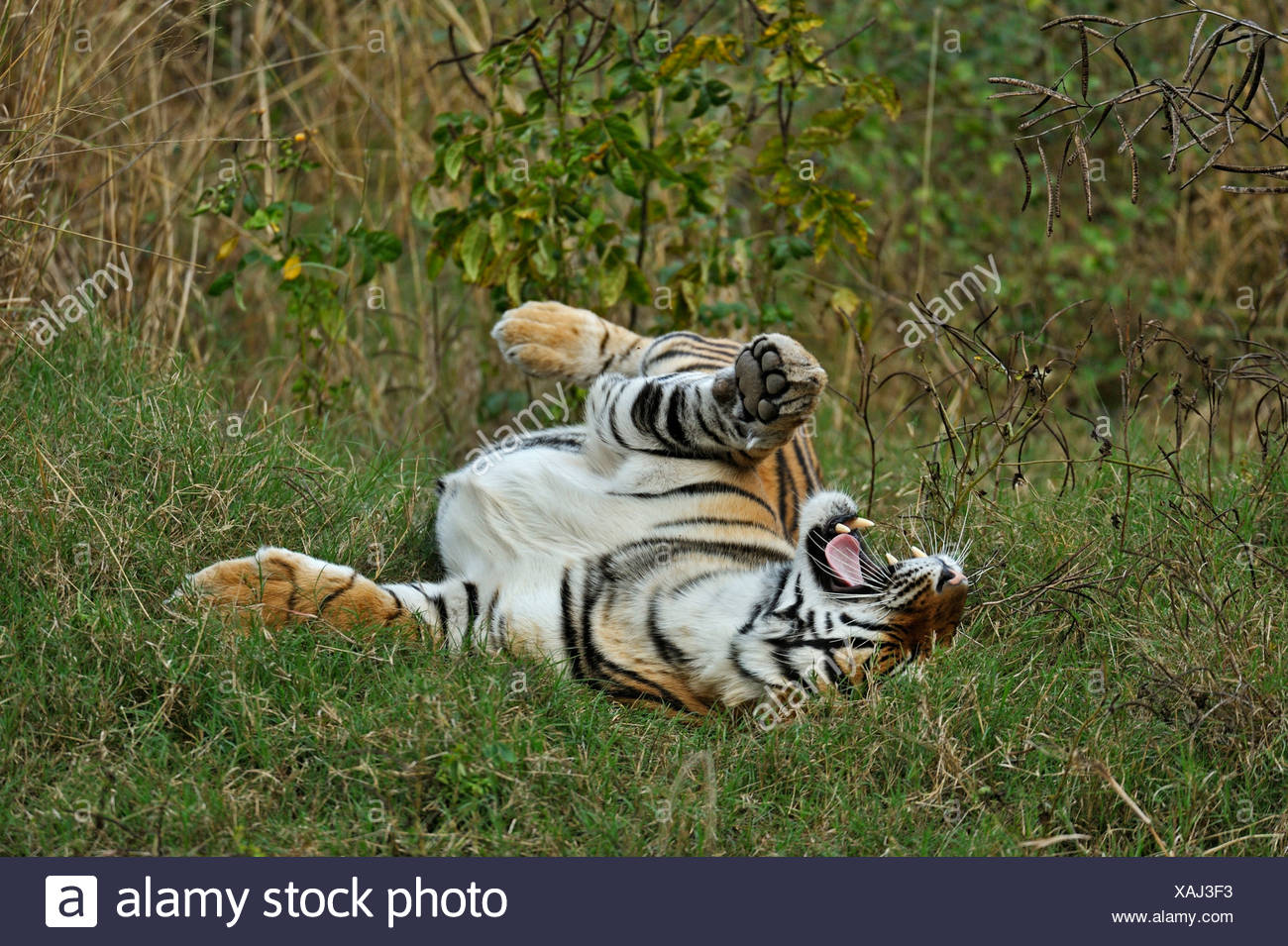 Tiger Roll High Resolution Stock Photography and Images - Alamy
