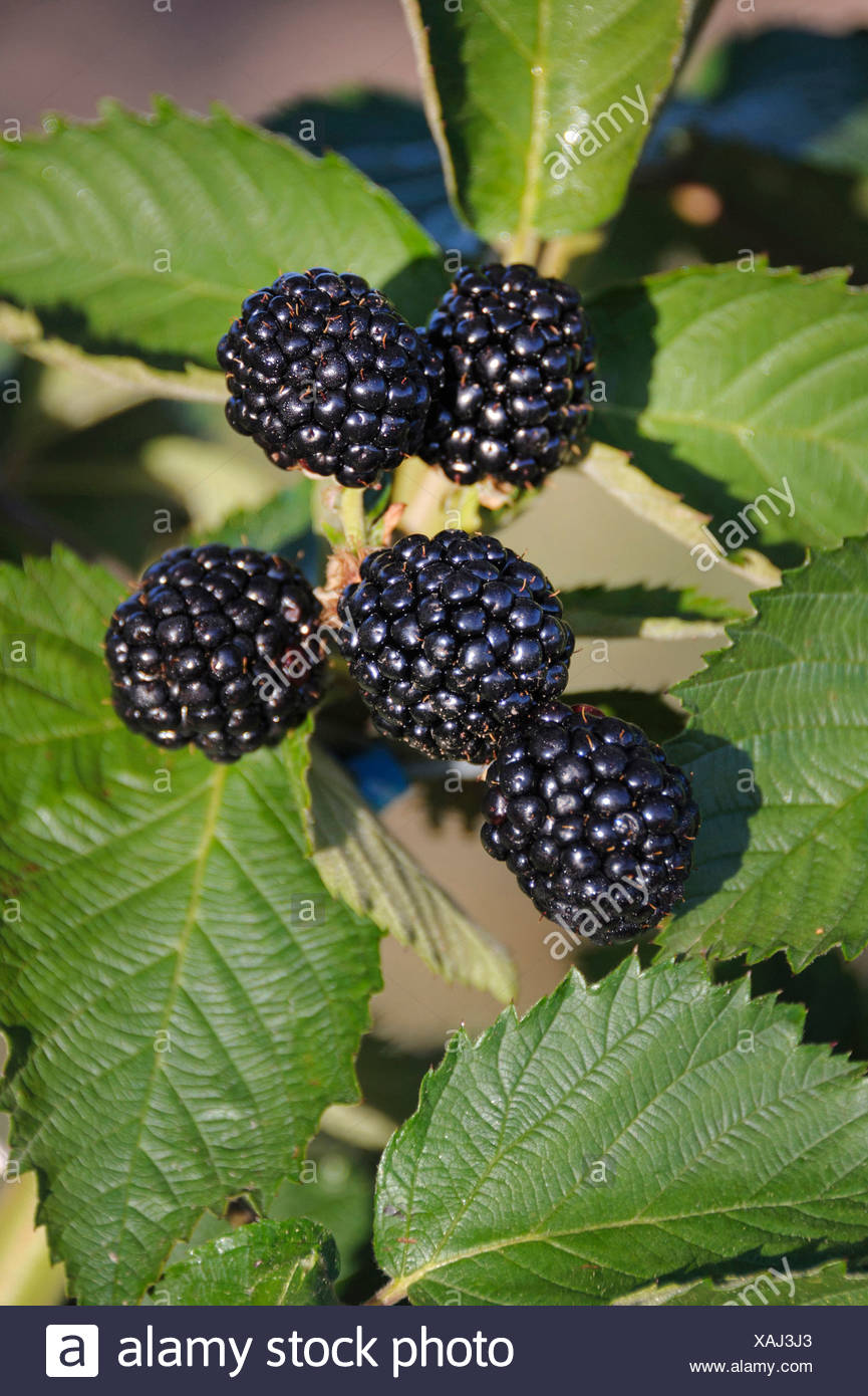 Fruticosus High Resolution Stock Photography and Images - Alamy