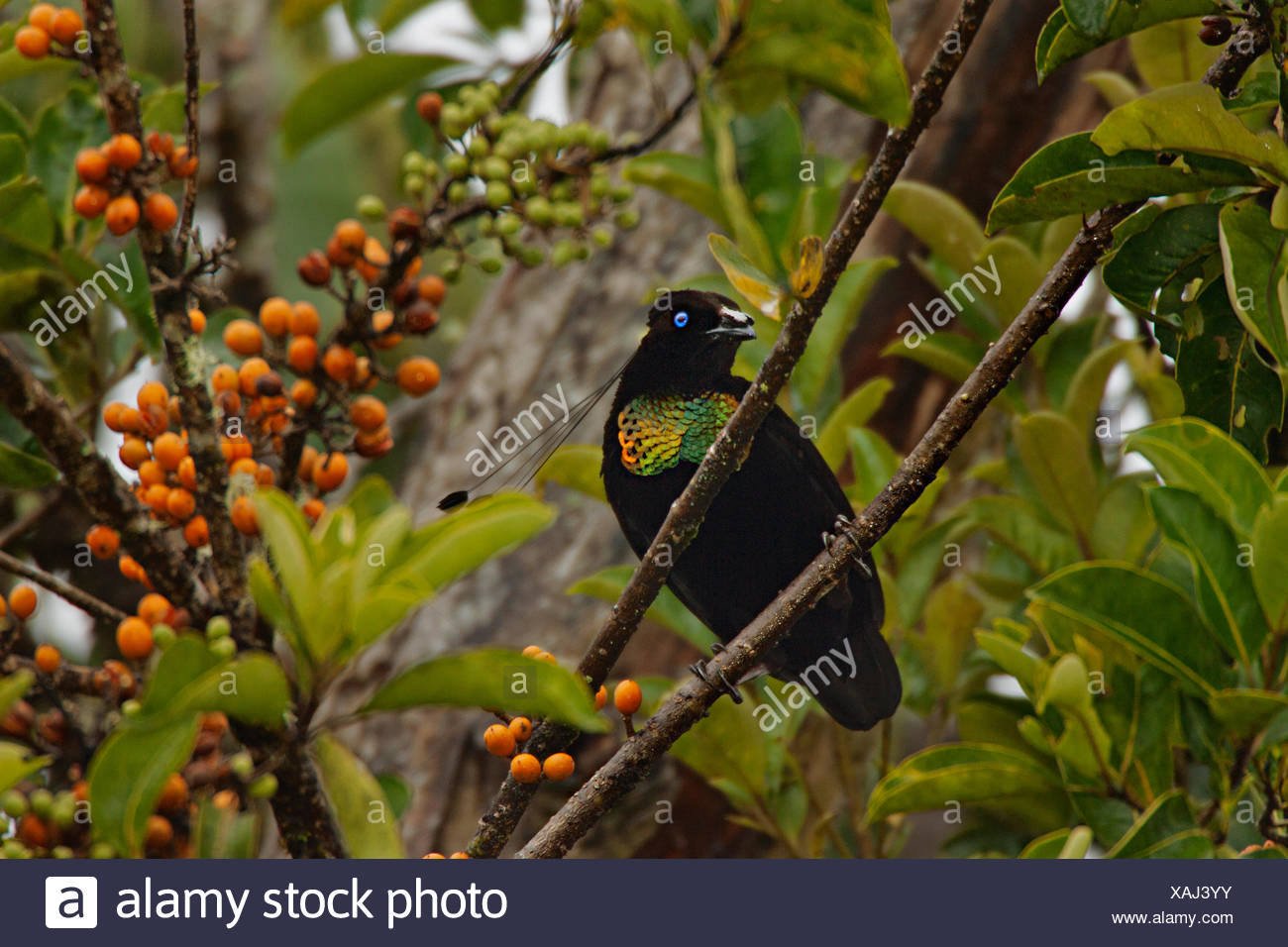 Parotia Stock Photos & Parotia Stock Images - Alamy