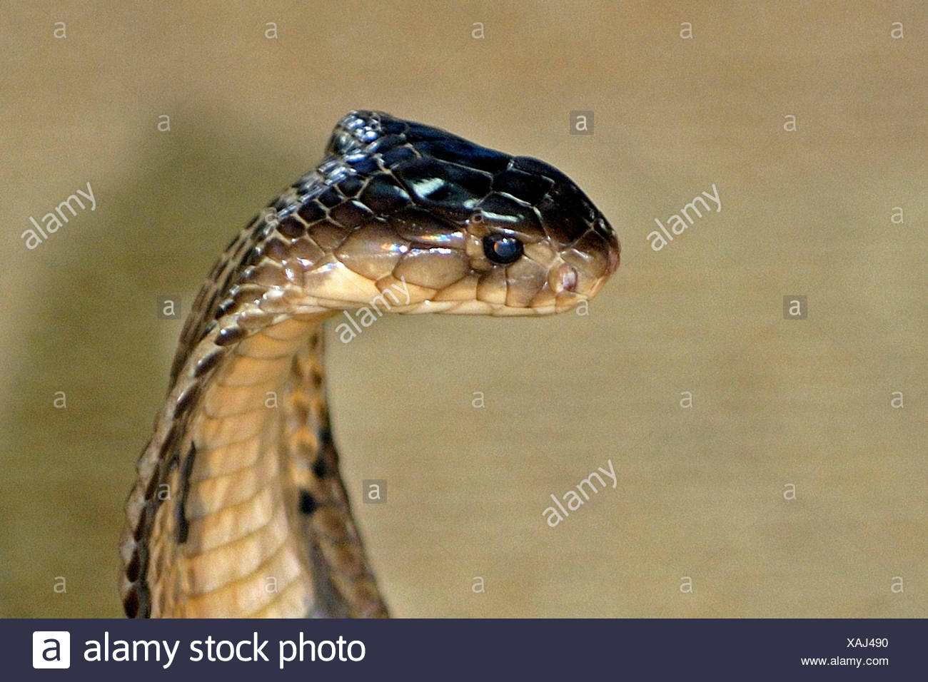 Siamese Spitting Cobra High Resolution Stock Photography and Images - Alamy