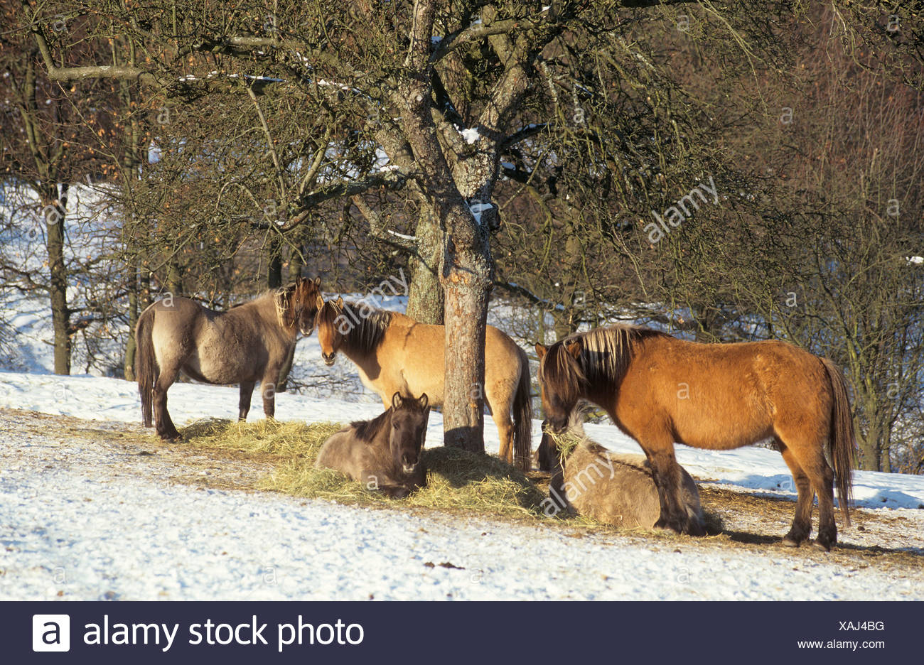 Dulmen Ponies High Resolution Stock Photography and Images - Alamy