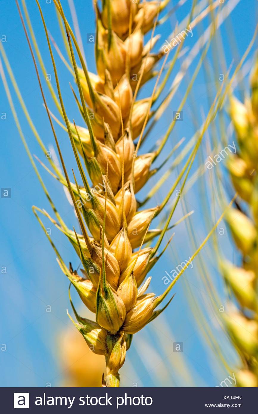 Barley Seed Head High Resolution Stock Photography and Images - Alamy