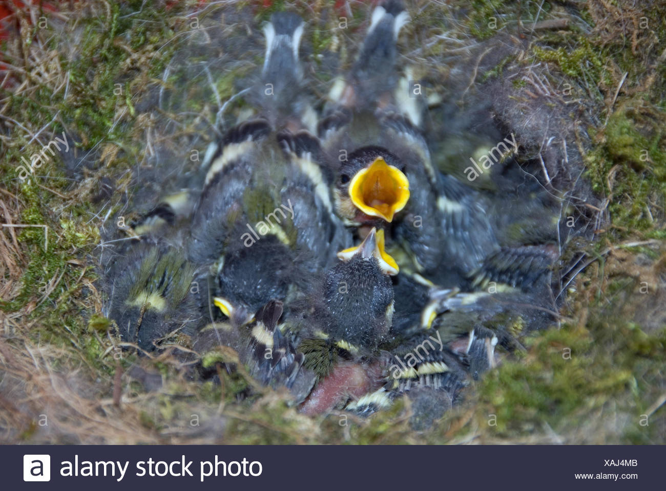 Meisen Stock Photos & Meisen Stock Images - Alamy