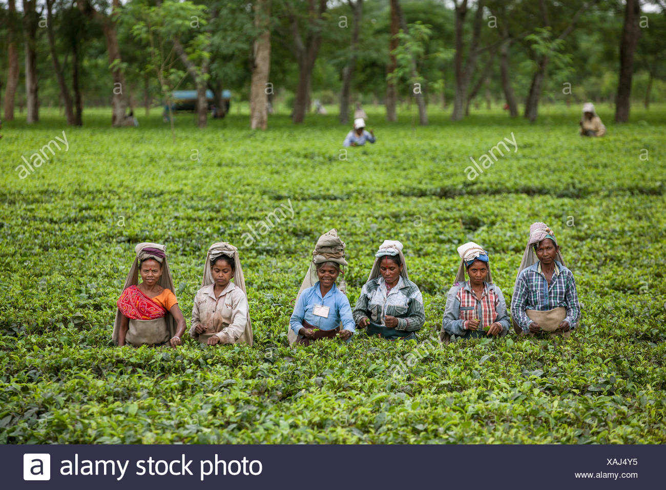 Dibrugarh Assam Tea Plantation India High Resolution Stock Photography ...