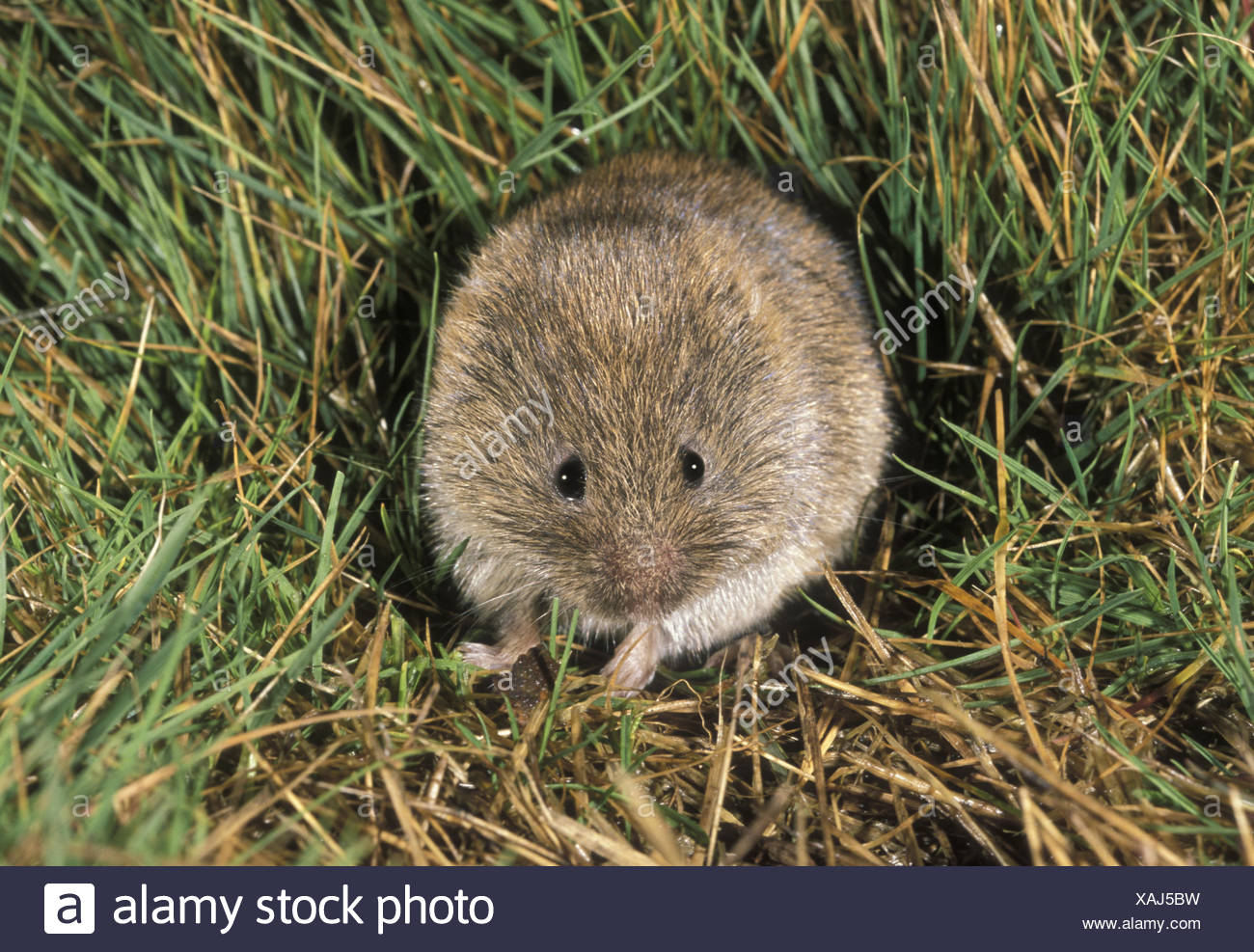 Field Vole High Resolution Stock Photography and Images - Alamy