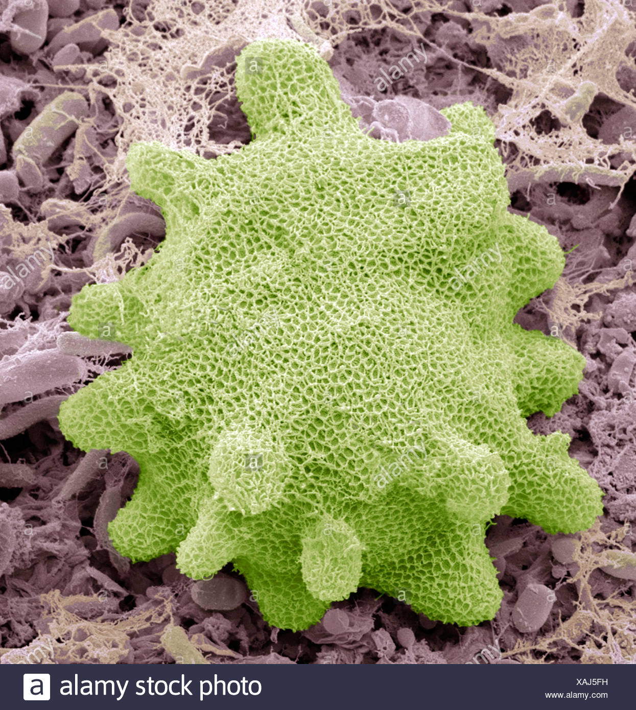 Spongilla High Resolution Stock Photography and Images - Alamy