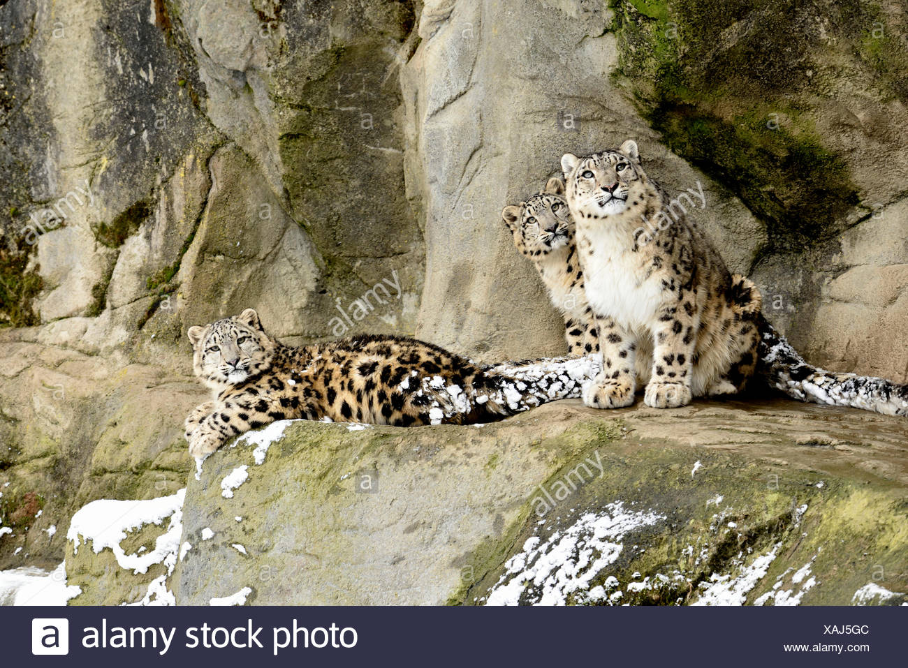 Female Of The Species High Resolution Stock Photography and Images - Alamy