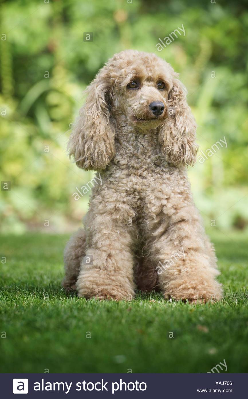 Curled Sit High Resolution Stock Photography and Images - Alamy