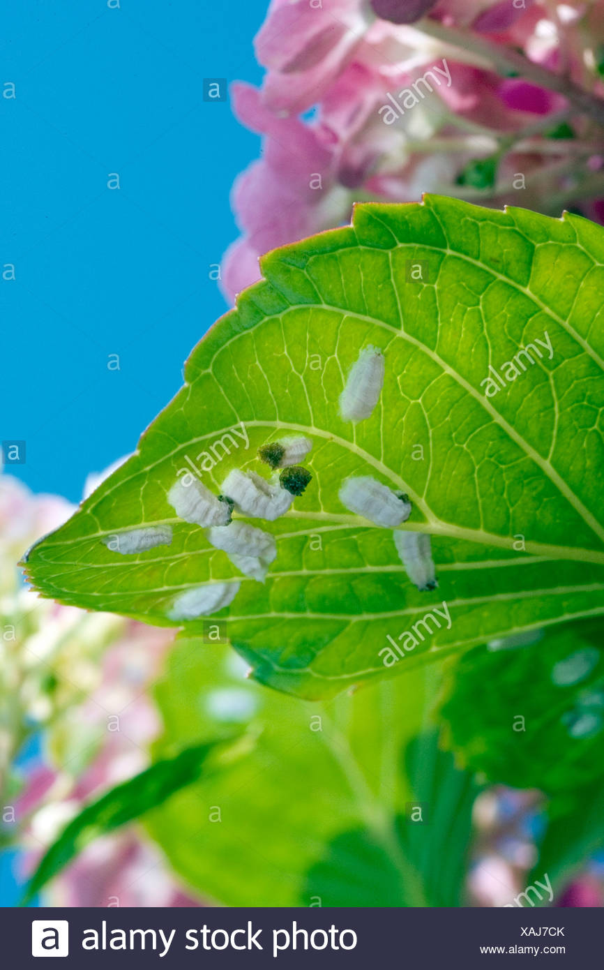 Mealy Bugs High Resolution Stock Photography and Images - Alamy
