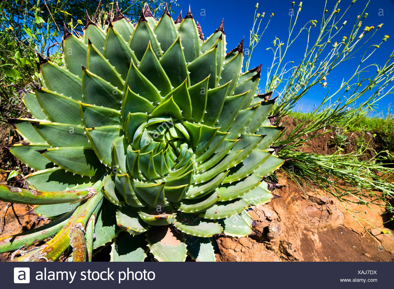 Kingdom Lesotho High Resolution Stock Photography and Images - Alamy