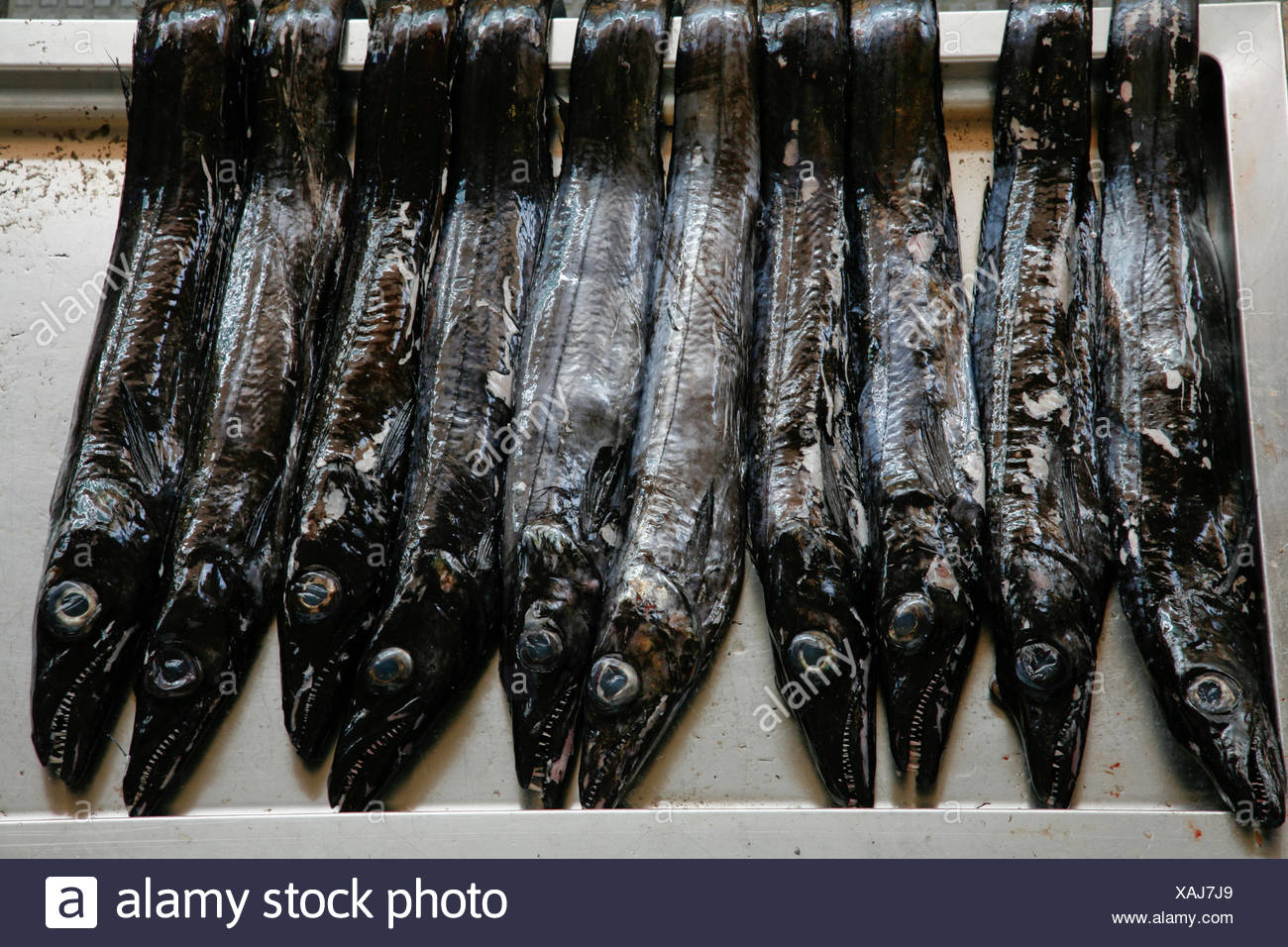 Black Scabbard Stock Photos & Black Scabbard Stock Images - Alamy
