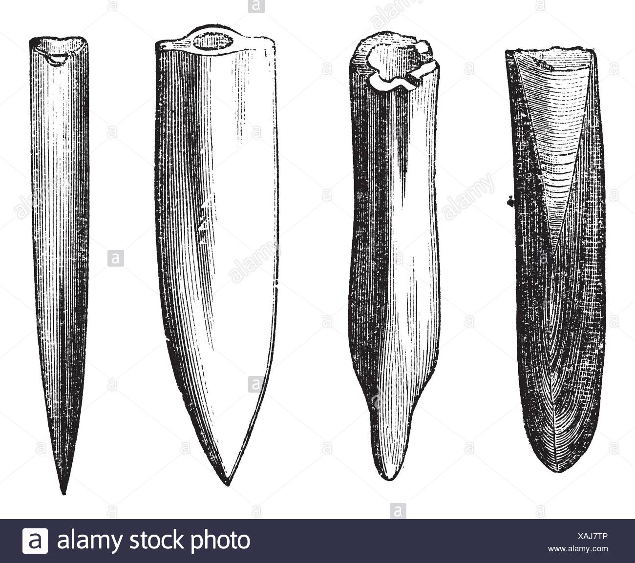 Cuttlefish Fossil High Resolution Stock Photography and Images - Alamy