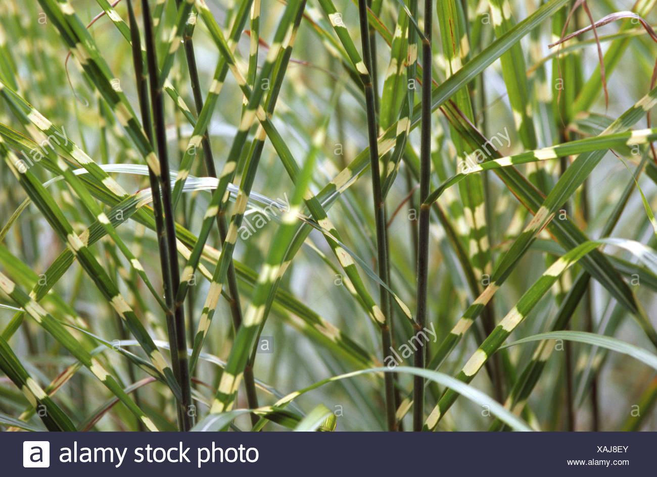 Plant With Tiger Leaves High Resolution Stock Photography and Images ...