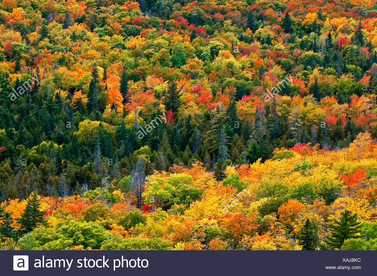Copper Colors High Resolution Stock Photography and Images - Alamy