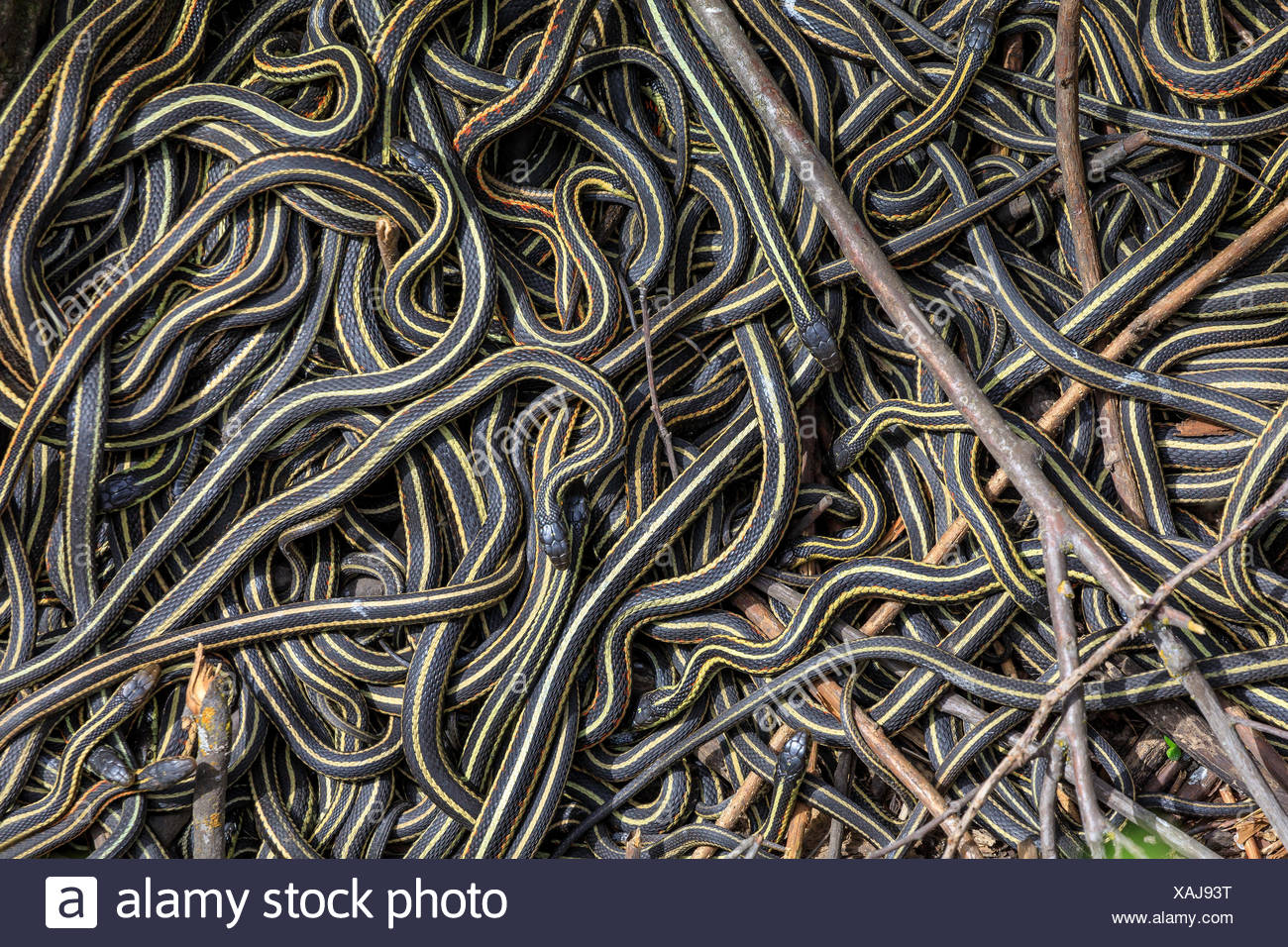 Snake Mating High Resolution Stock Photography and Images - Alamy