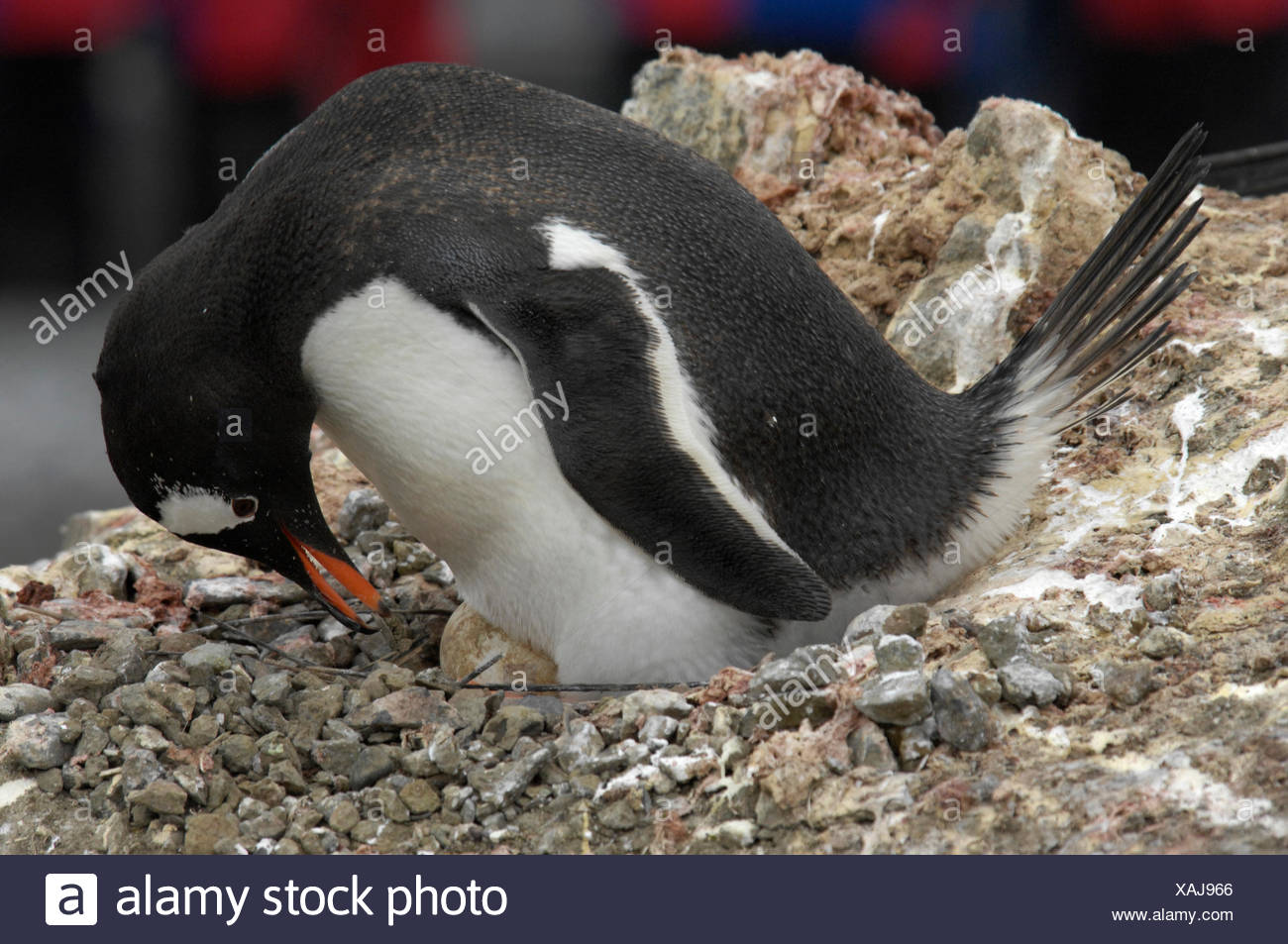 Monkey Puppet High Resolution Stock Photography and Images - Alamy
