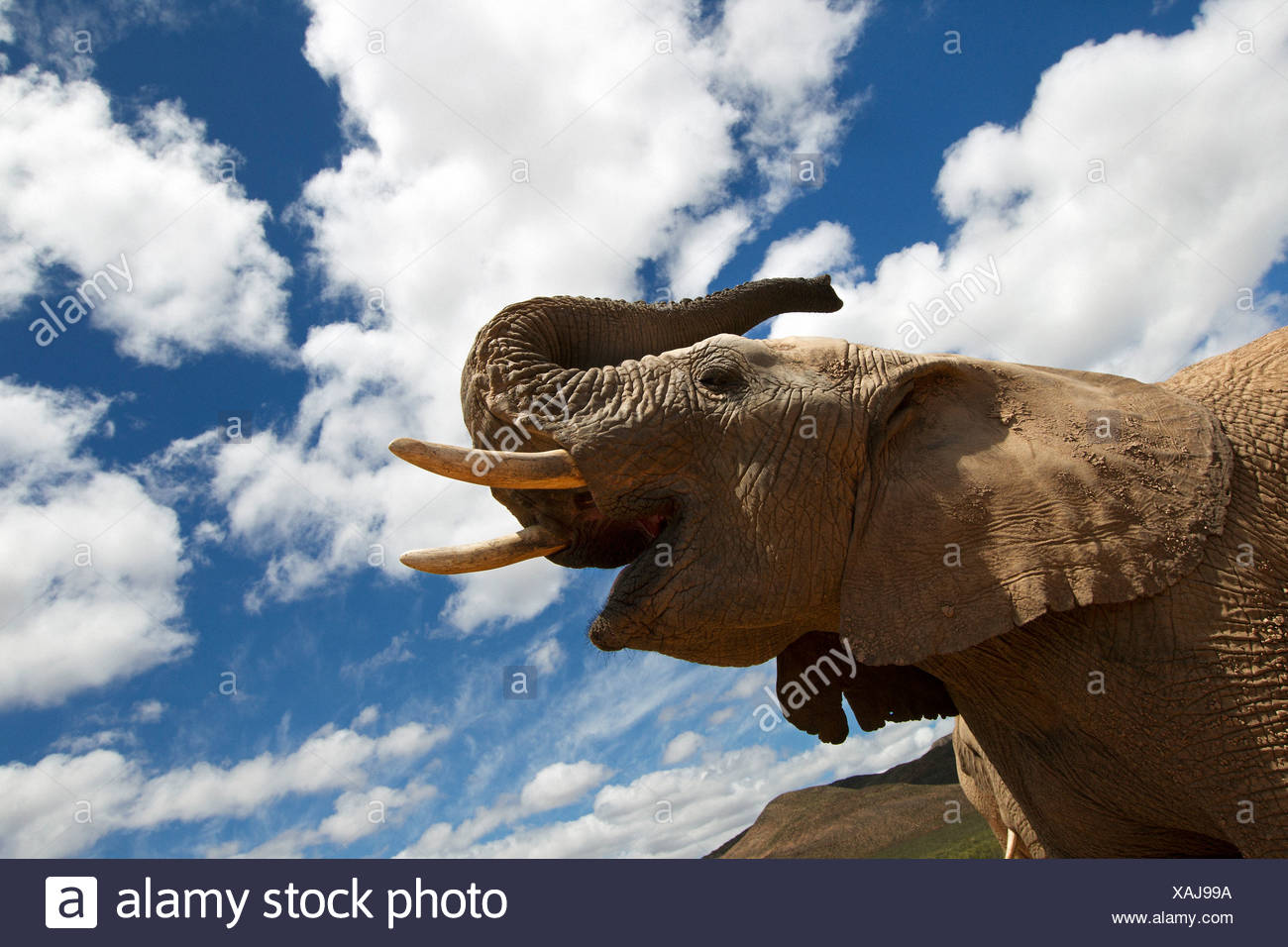 Elephant Open Mouth Stock Photos & Elephant Open Mouth Stock Images - Alamy