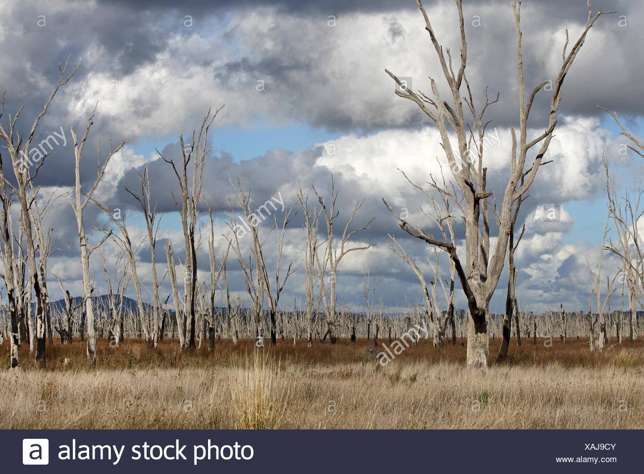 Winton Victoria High Resolution Stock Photography and Images - Alamy