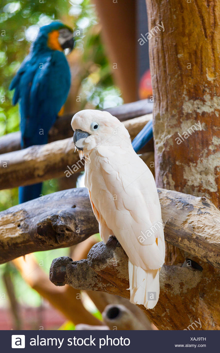 Parrot Singapore Zoo High Resolution Stock Photography and Images - Alamy