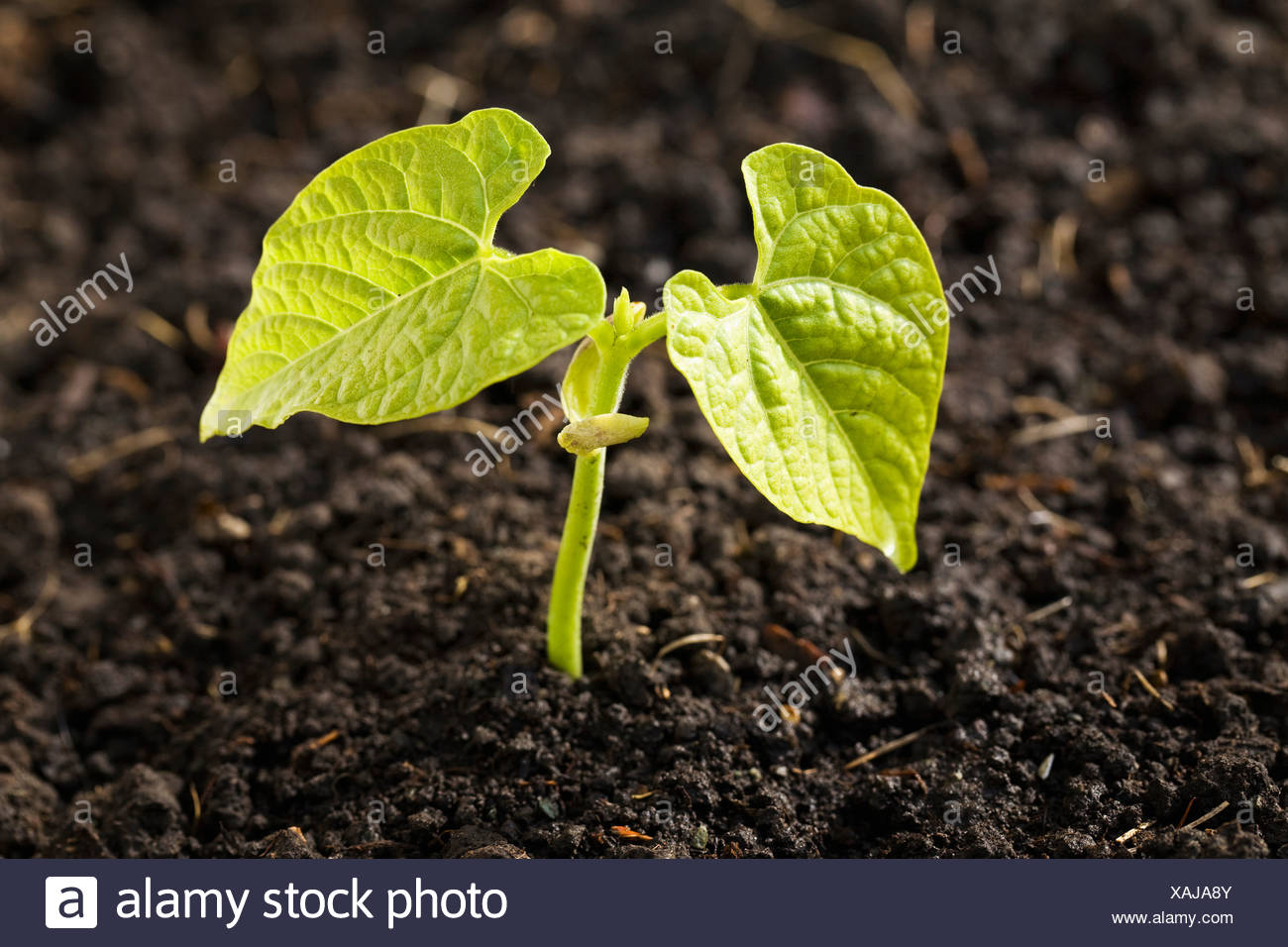 Sprouting Bean Plant Stock Photos & Sprouting Bean Plant Stock Images ...