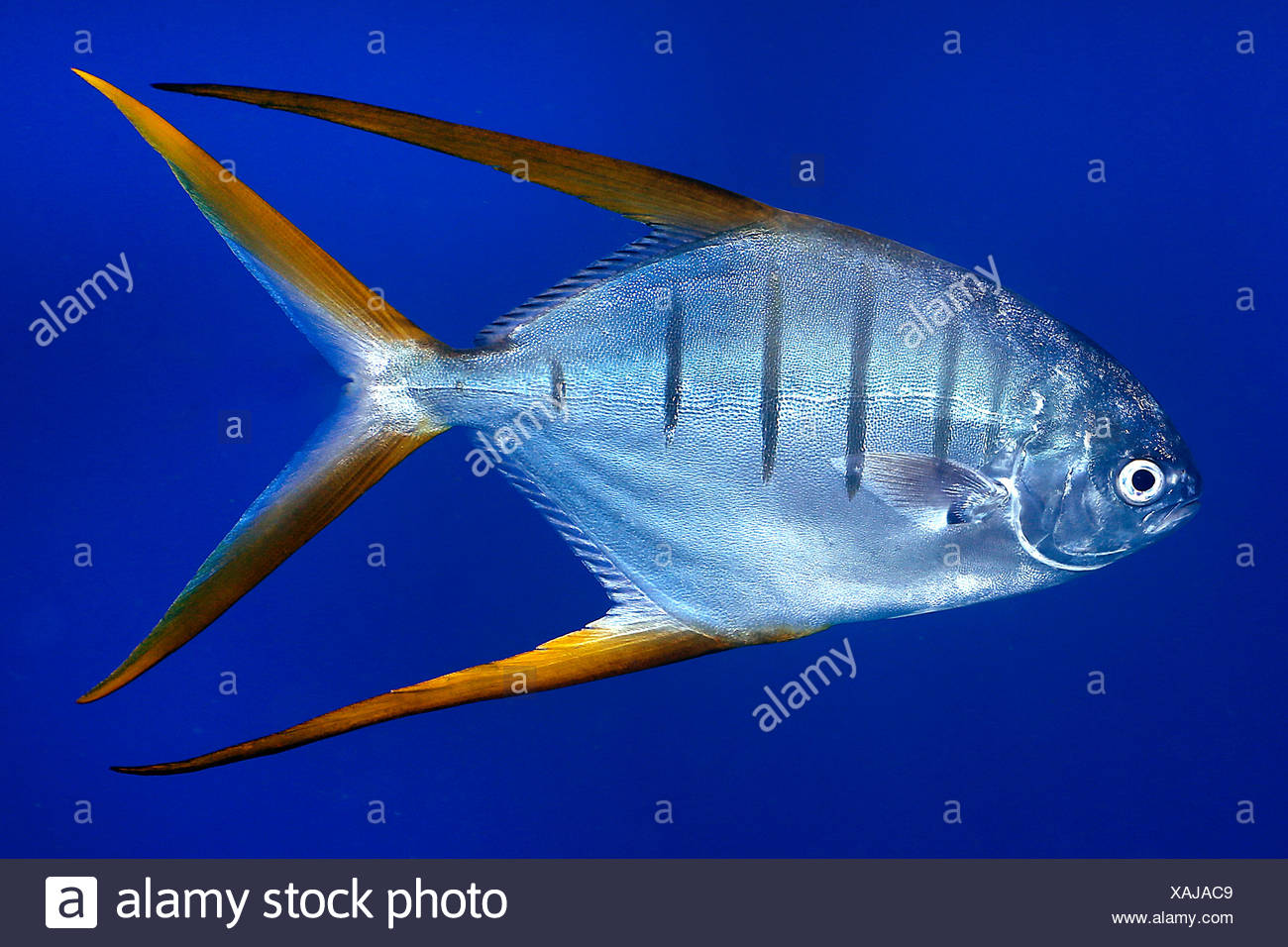 Pompano Fish High Resolution Stock Photography and Images - Alamy