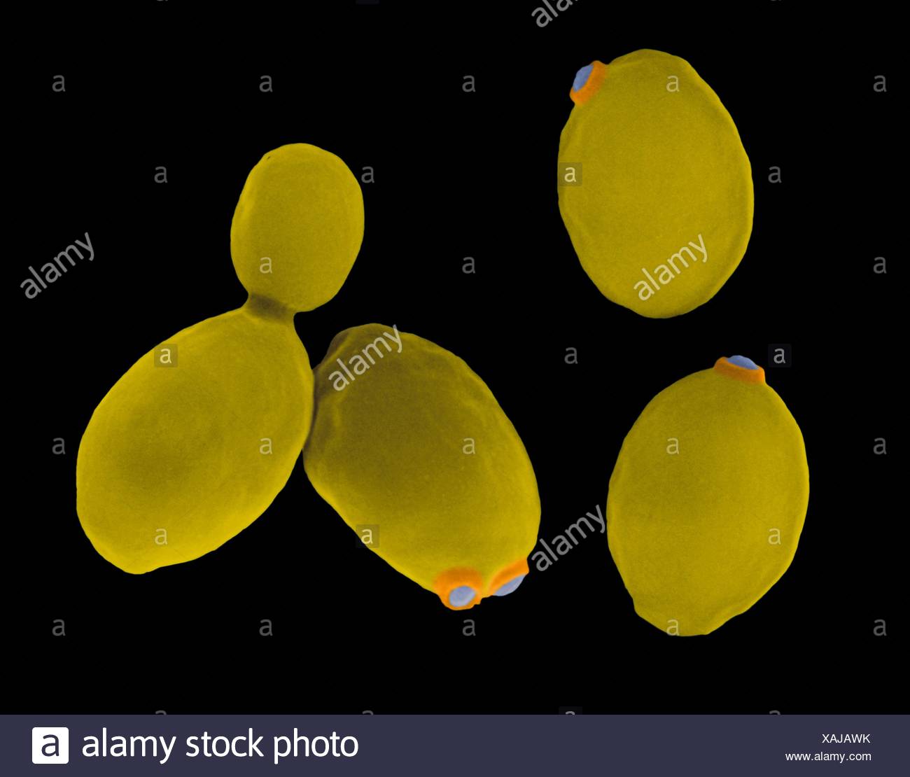 Yeast Budding High Resolution Stock Photography and Images - Alamy