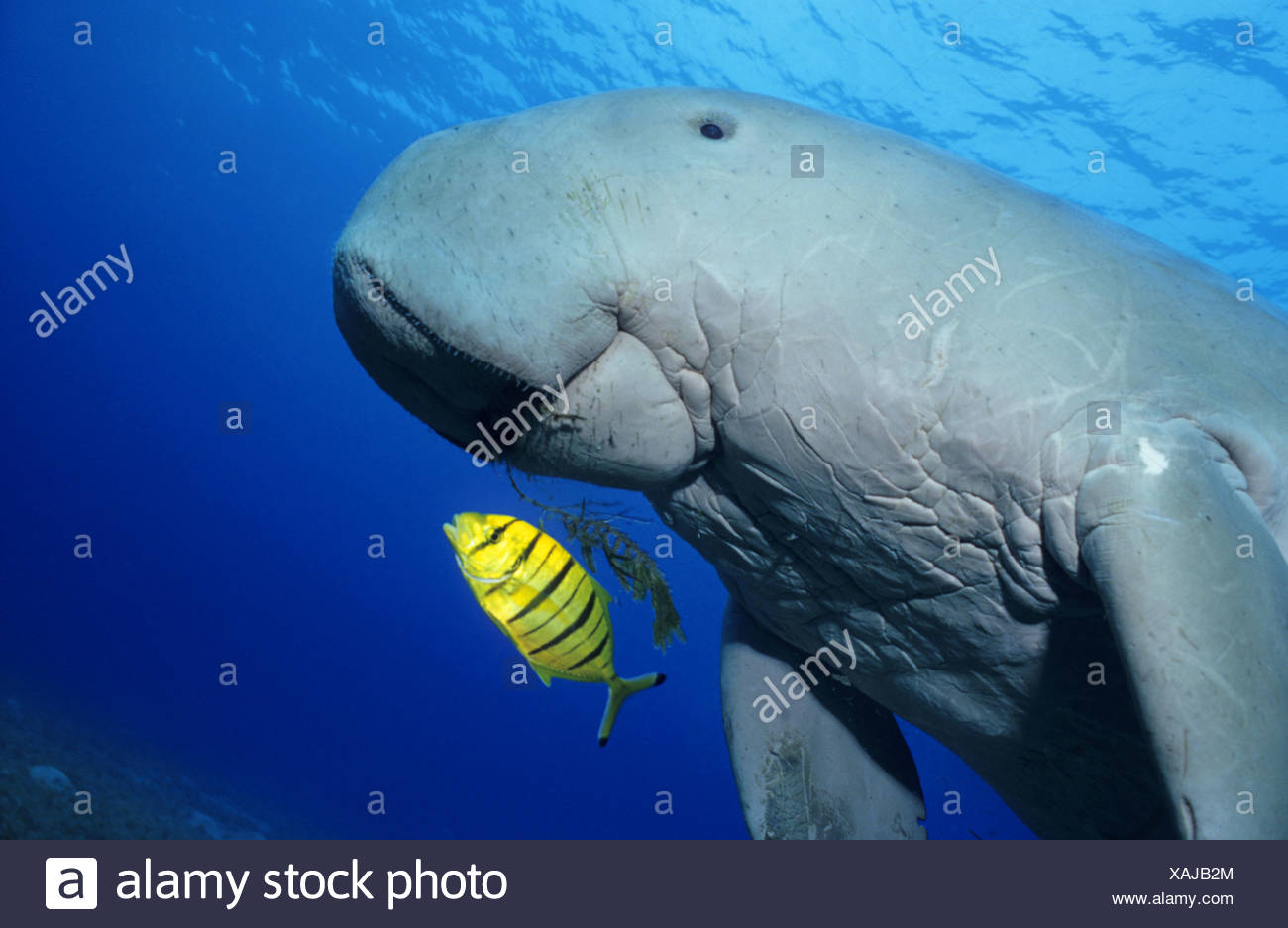 Marine Mammals Sea Cow Sea Cows Sirenian Sirenians Manatee Manatees ...