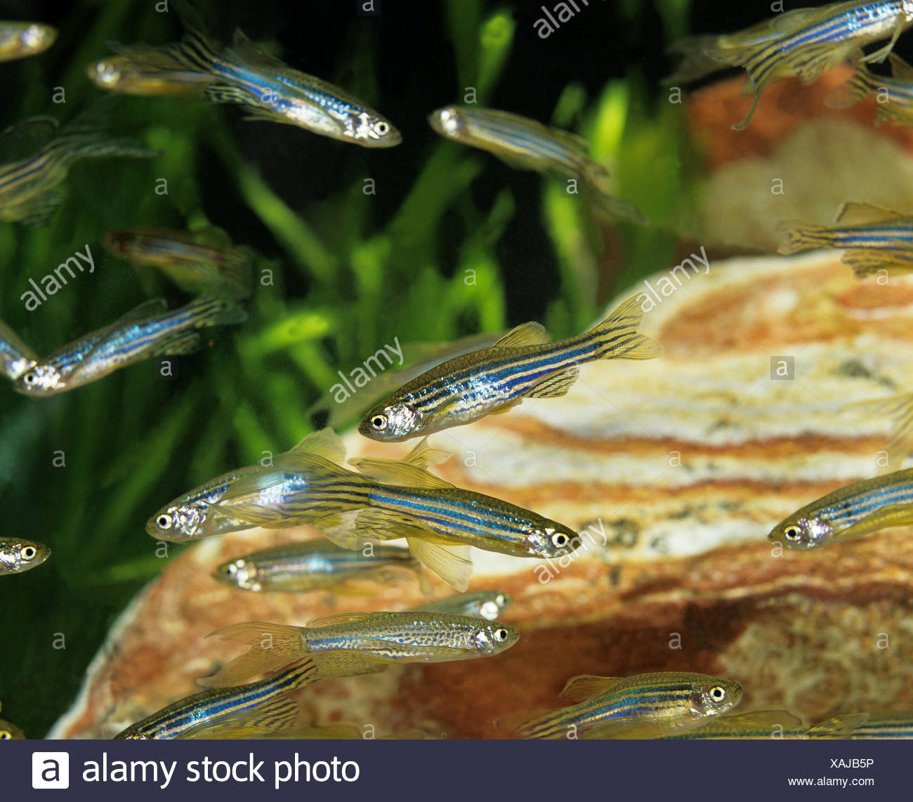 Long Finned Fish High Resolution Stock Photography and Images - Alamy