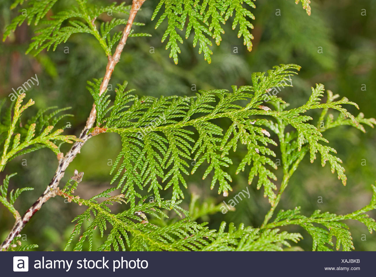 Yellow Cedar Tree High Resolution Stock Photography and Images - Alamy