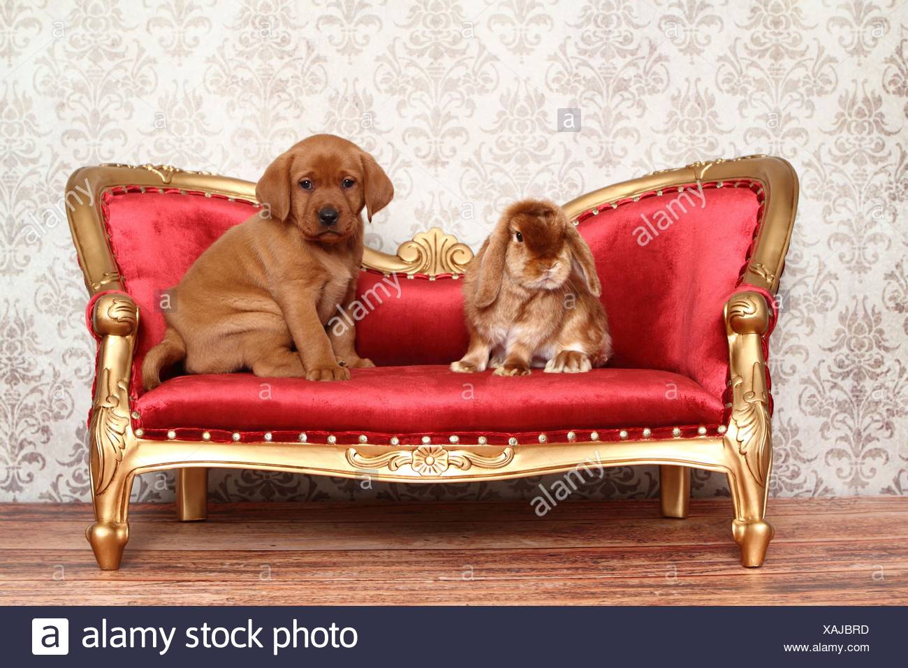 Dog And Bunny High Resolution Stock Photography and Images - Alamy
