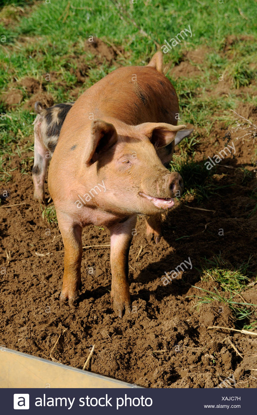 Ginger Pig High Resolution Stock Photography and Images - Alamy