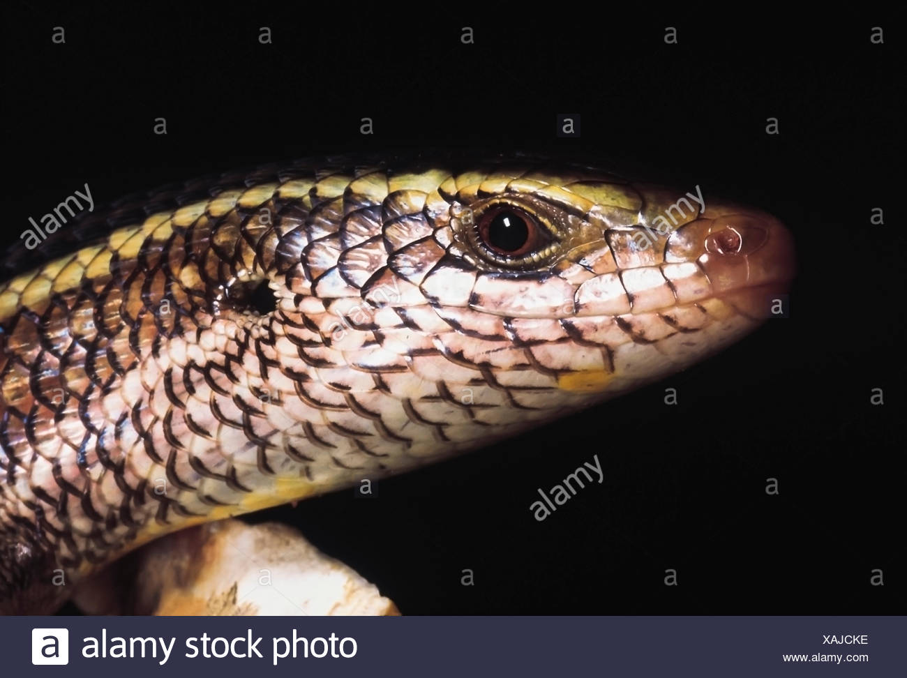Black Skink High Resolution Stock Photography and Images - Alamy