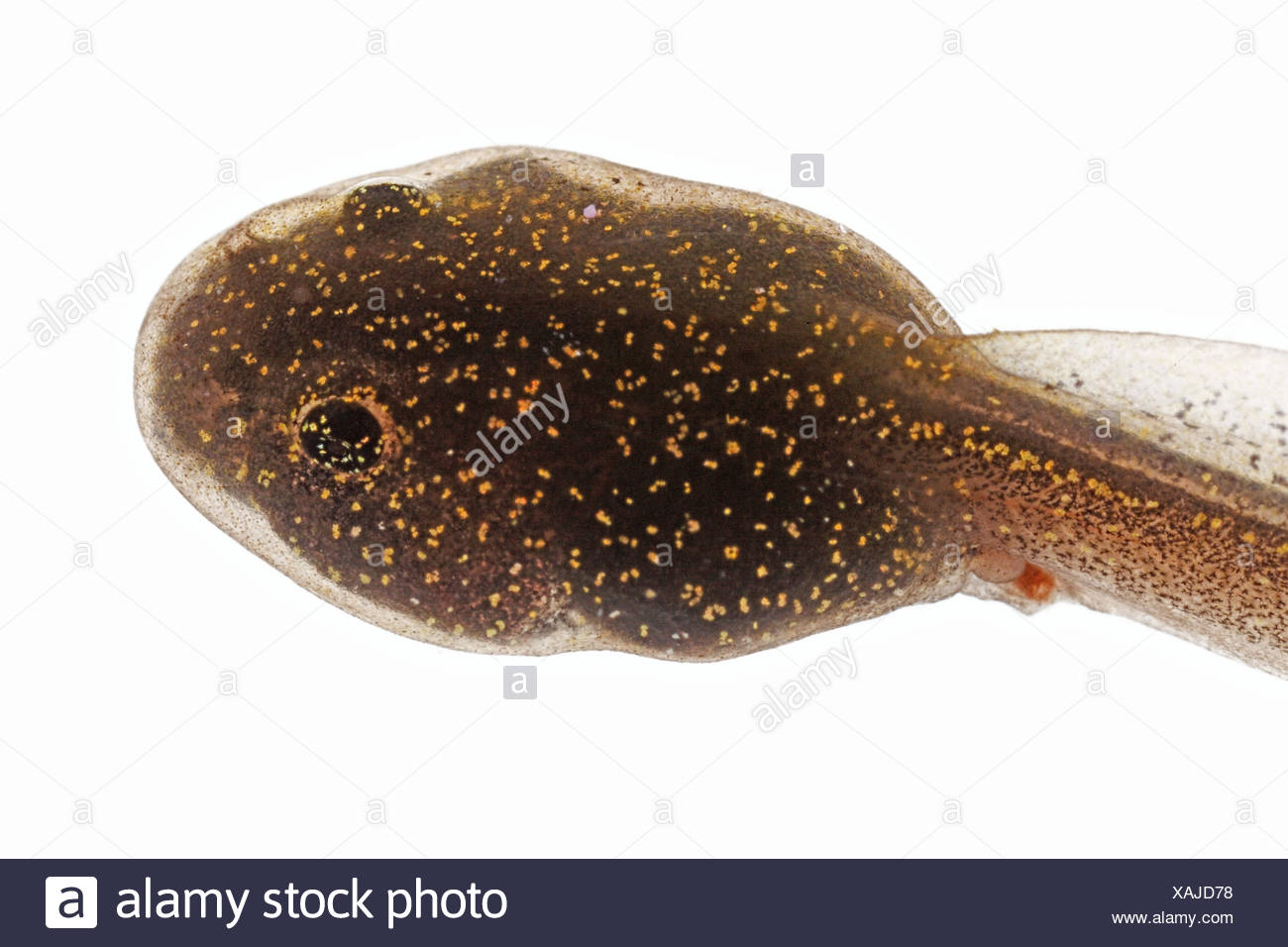 Tadpole F High Resolution Stock Photography and Images - Alamy