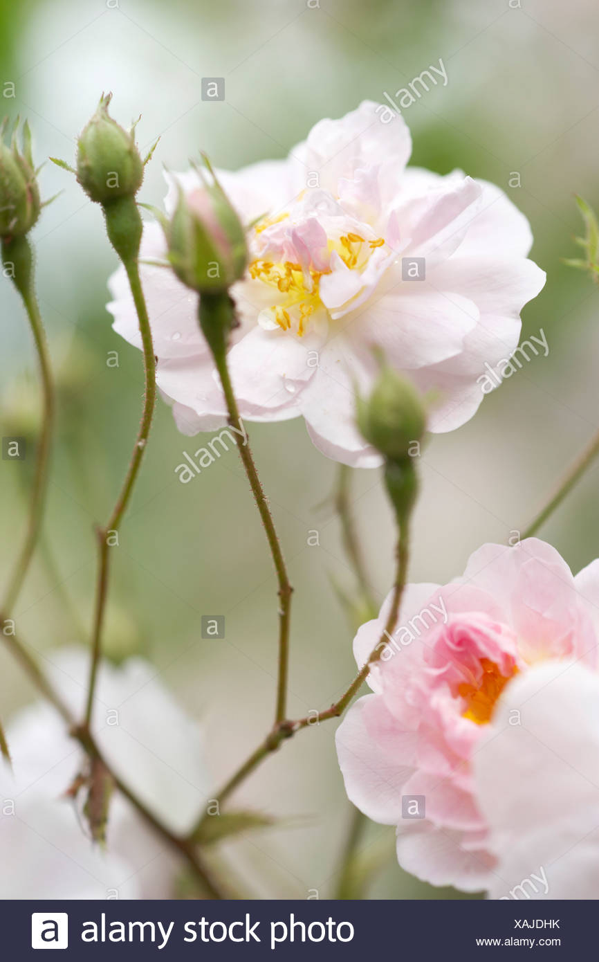 Paul's Himalayan Musk Stock Photos & Paul's Himalayan Musk Stock Images ...