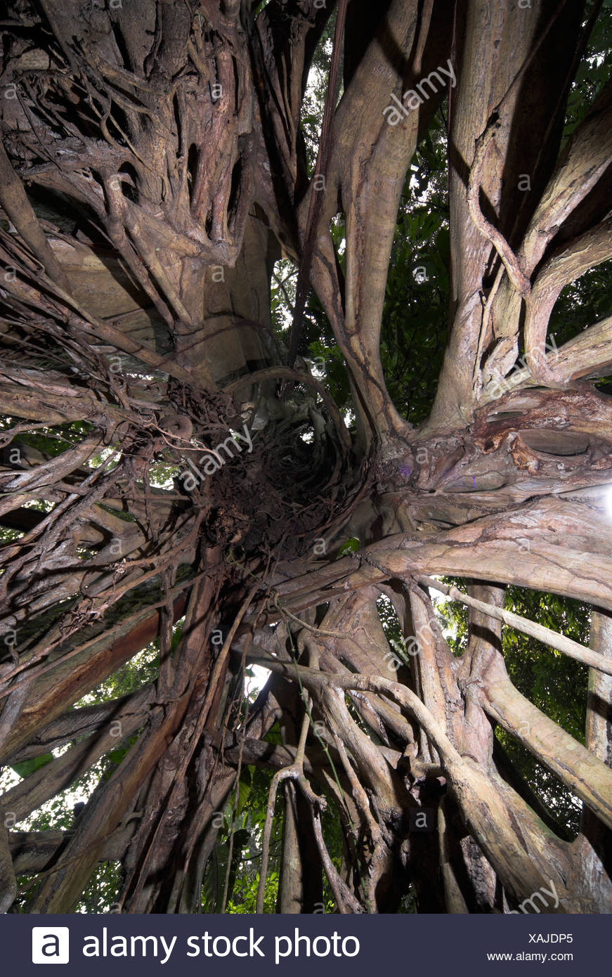 Strangling Ficus Roots High Resolution Stock Photography and Images - Alamy