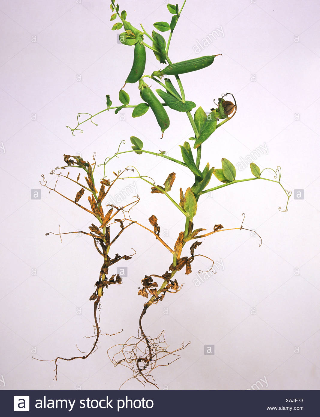 Root Rot Disease High Resolution Stock Photography and Images - Alamy