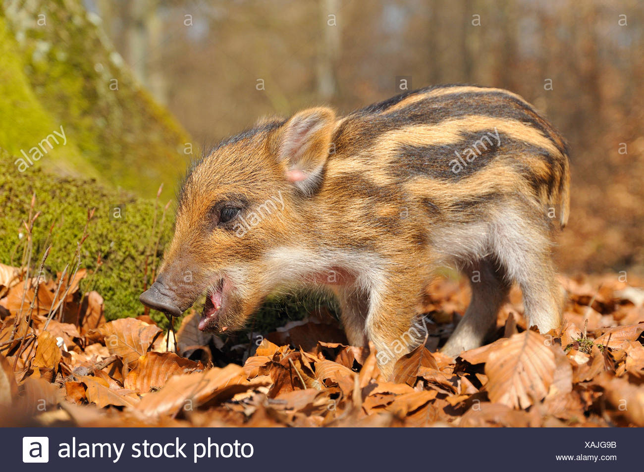 Shoat Stock Photos & Shoat Stock Images - Alamy