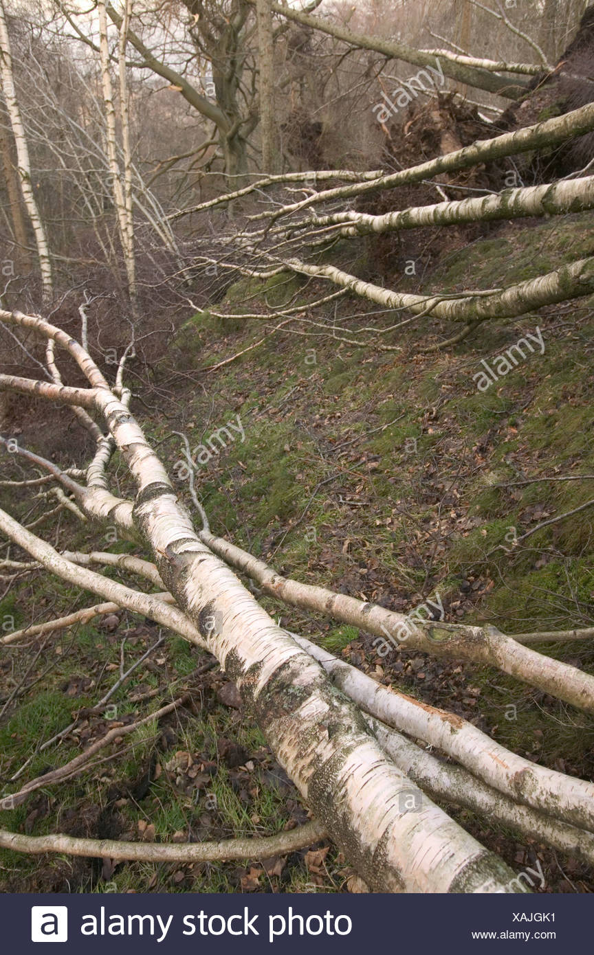 Tree Blown Over Stock Photos & Tree Blown Over Stock Images - Alamy