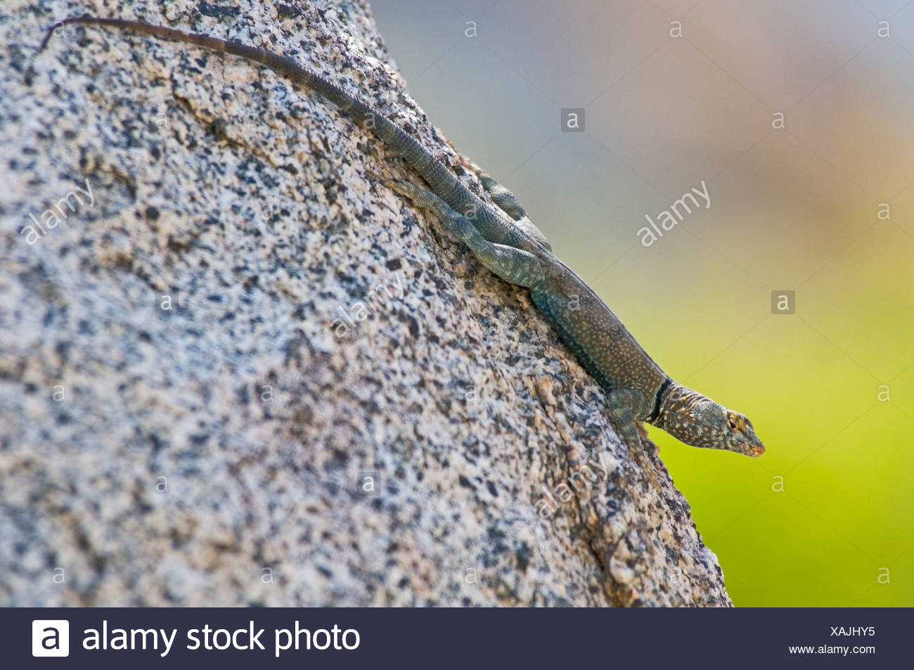 Banded Rock High Resolution Stock Photography and Images - Alamy
