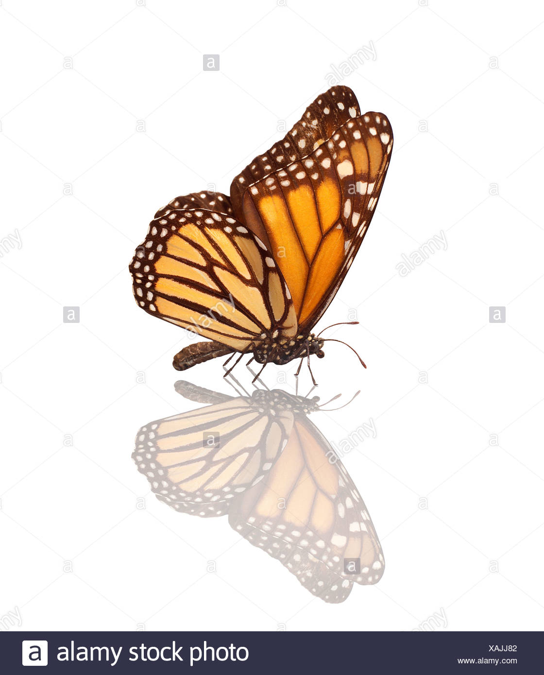 Butterfly Moths High Resolution Stock Photography and Images - Alamy