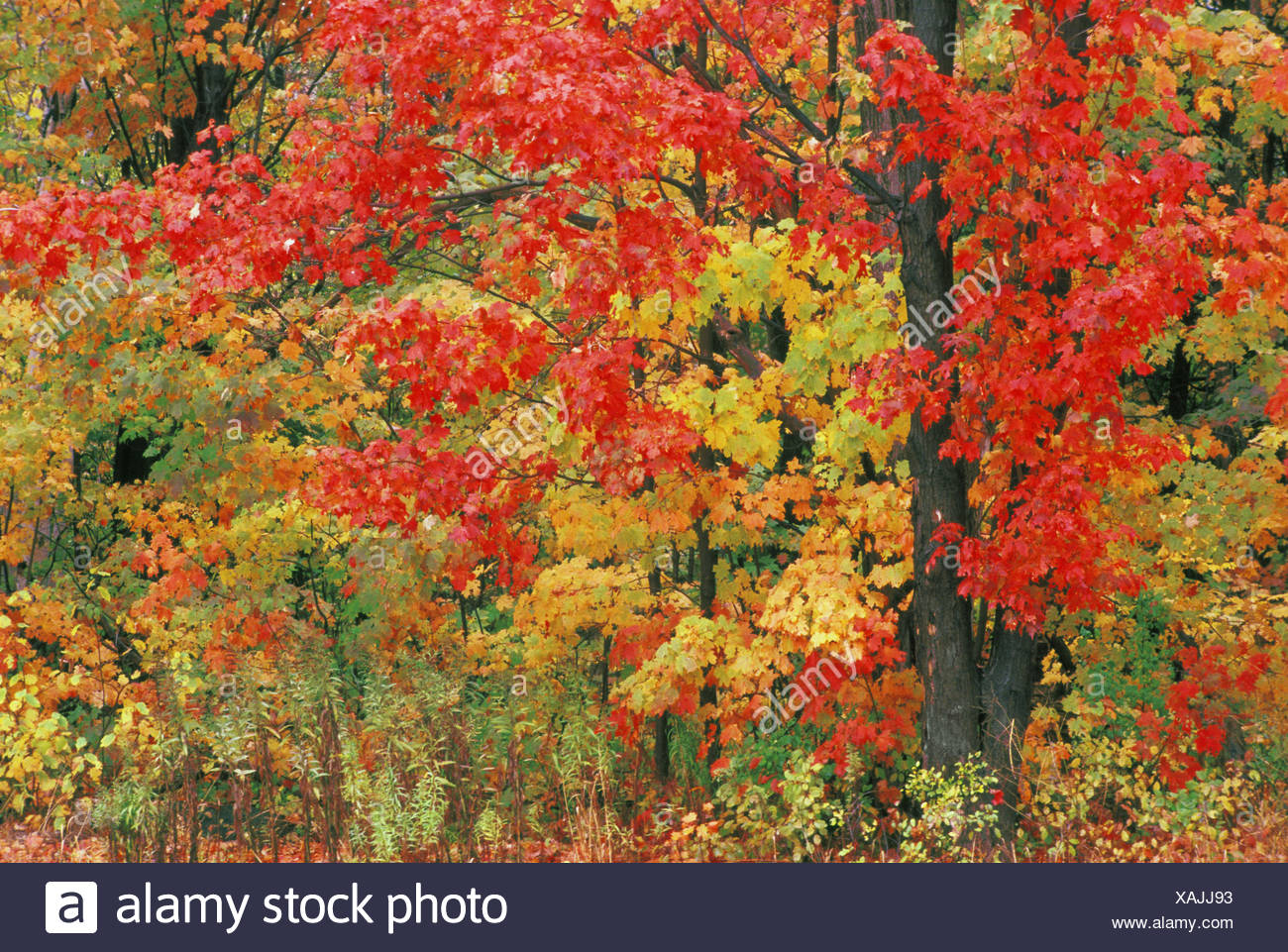 Maple Tree Canada Stock Photos & Maple Tree Canada Stock Images - Alamy